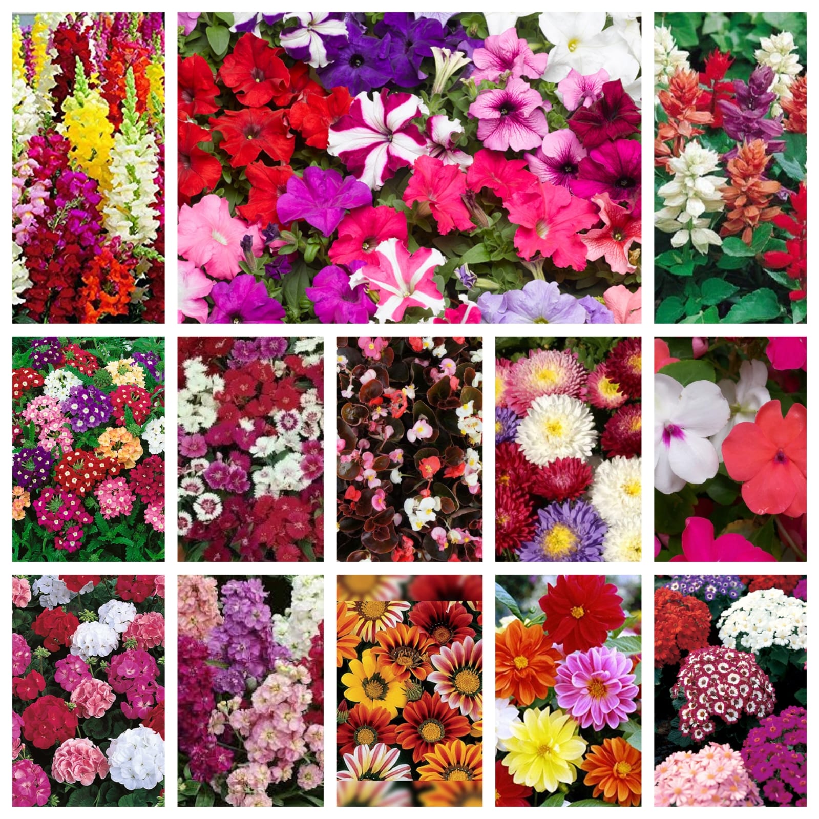 Flower Seedlings – Lalazar Nursery