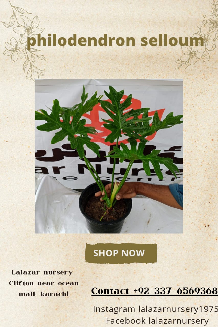 Philodendron selloum | Tree philodendron – Lalazar Nursery