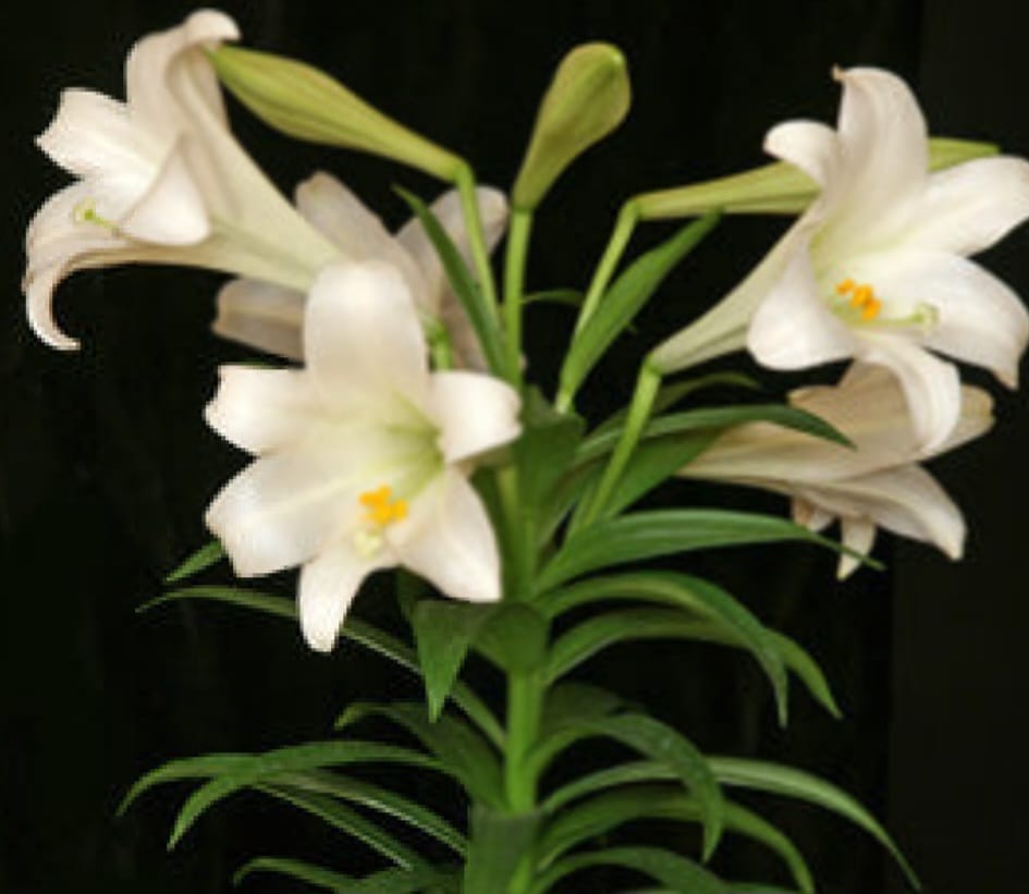 Easter Lily bulbs – Lalazar Nursery