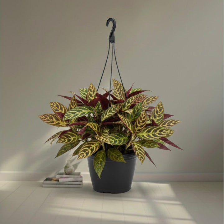 New Arrivals – Lalazar Nursery